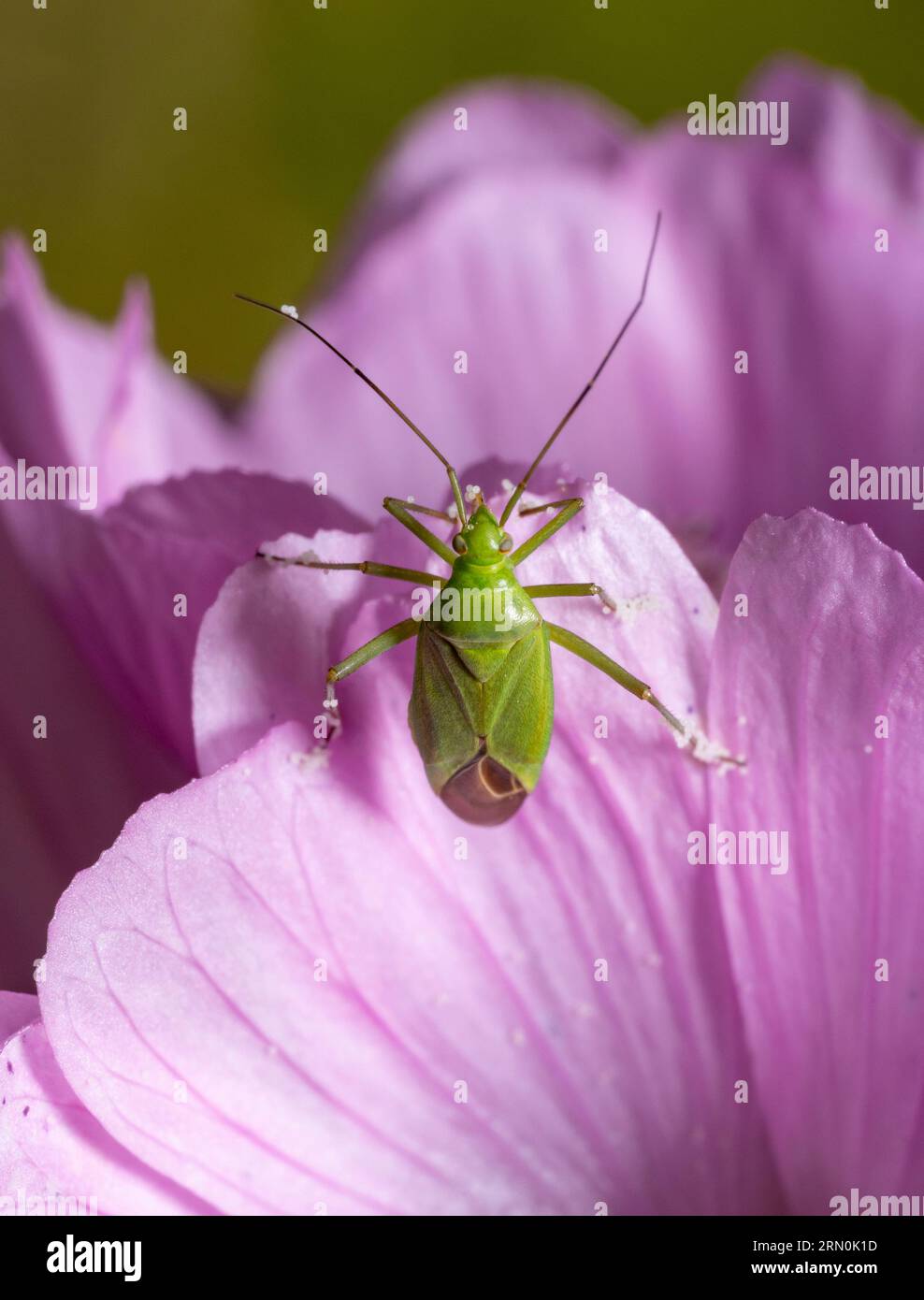 Macro shot showing the dorsal view of a Calocoris affinis mirid bug at ...