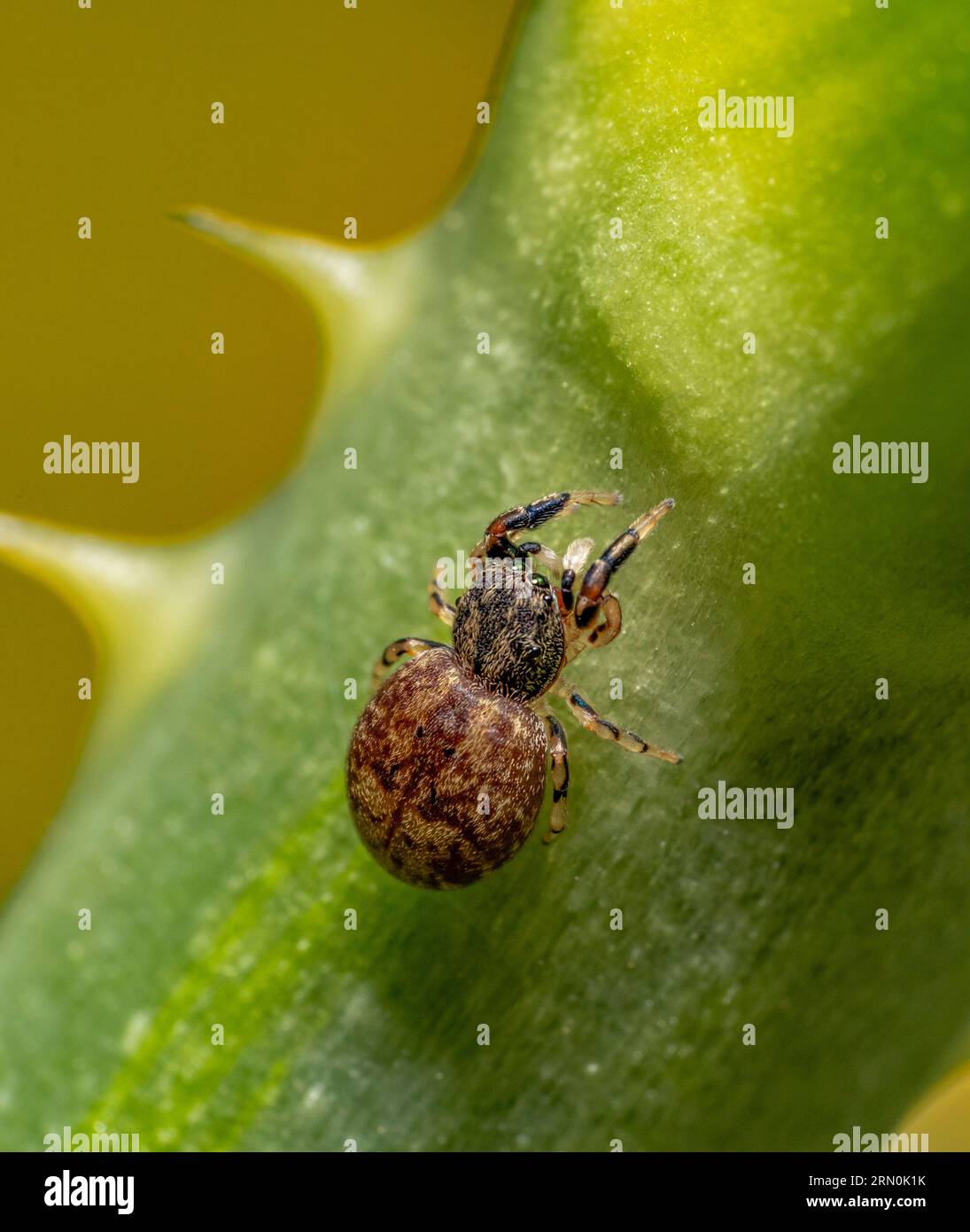 Ballus chalybeius hi-res stock photography and images - Alamy