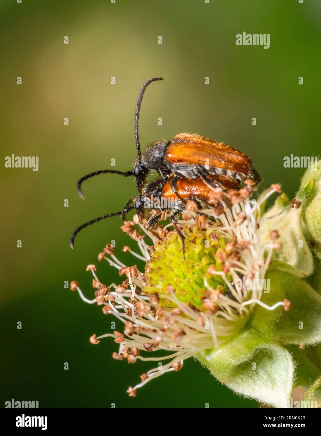 Low angle closeup shot showing two mating fairy-ring longhorn beetles ...