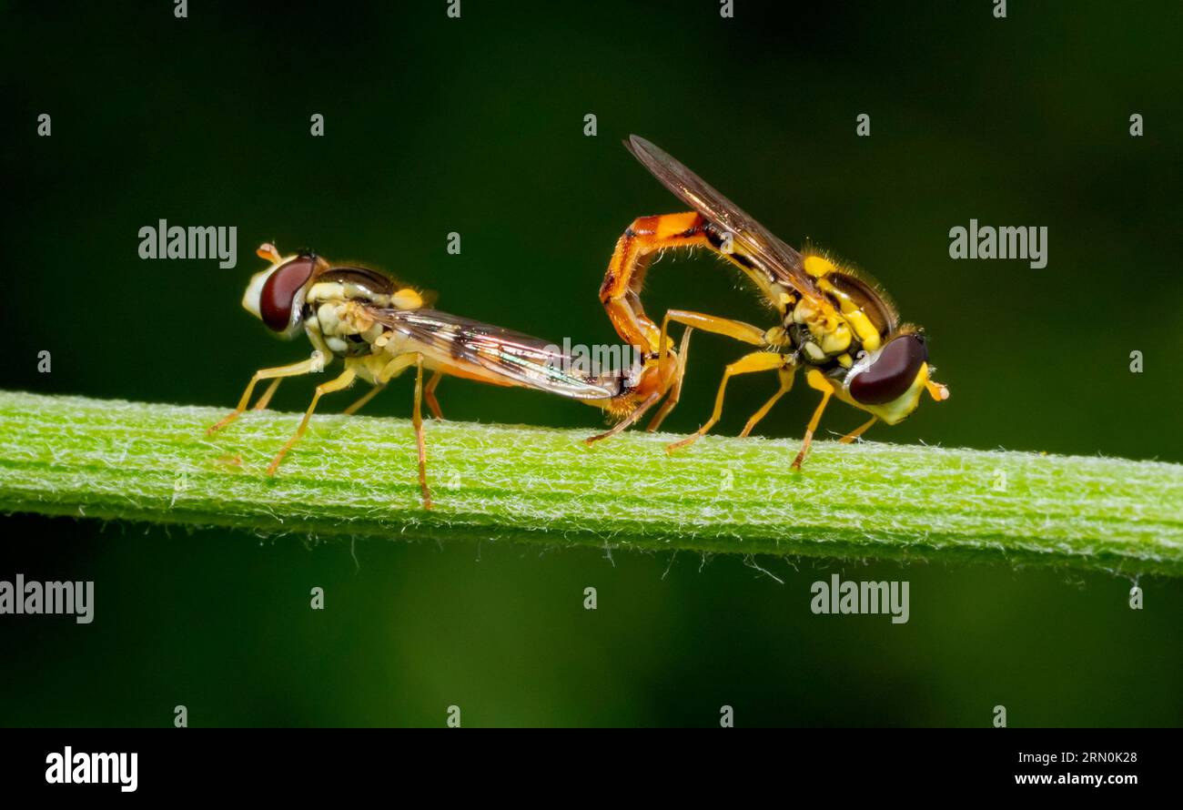 Closeup shot showing two mating long hoverflies on a plant stalk Stock ...