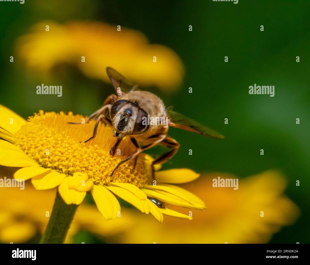 Frontal head shot hi-res stock photography and images - Alamy