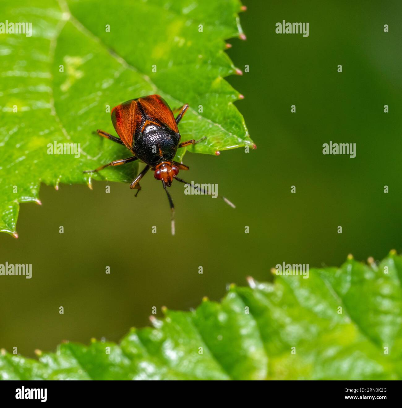 Macro shot showing the dorsal view of a Deraeocoris ruber mirid bug on ...