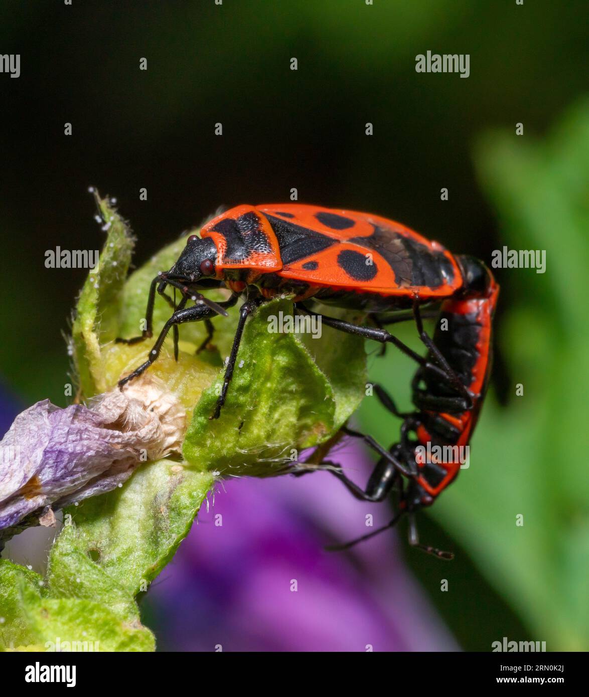 Low angle closeup shot showing two mating firebugs in natural ambiance ...