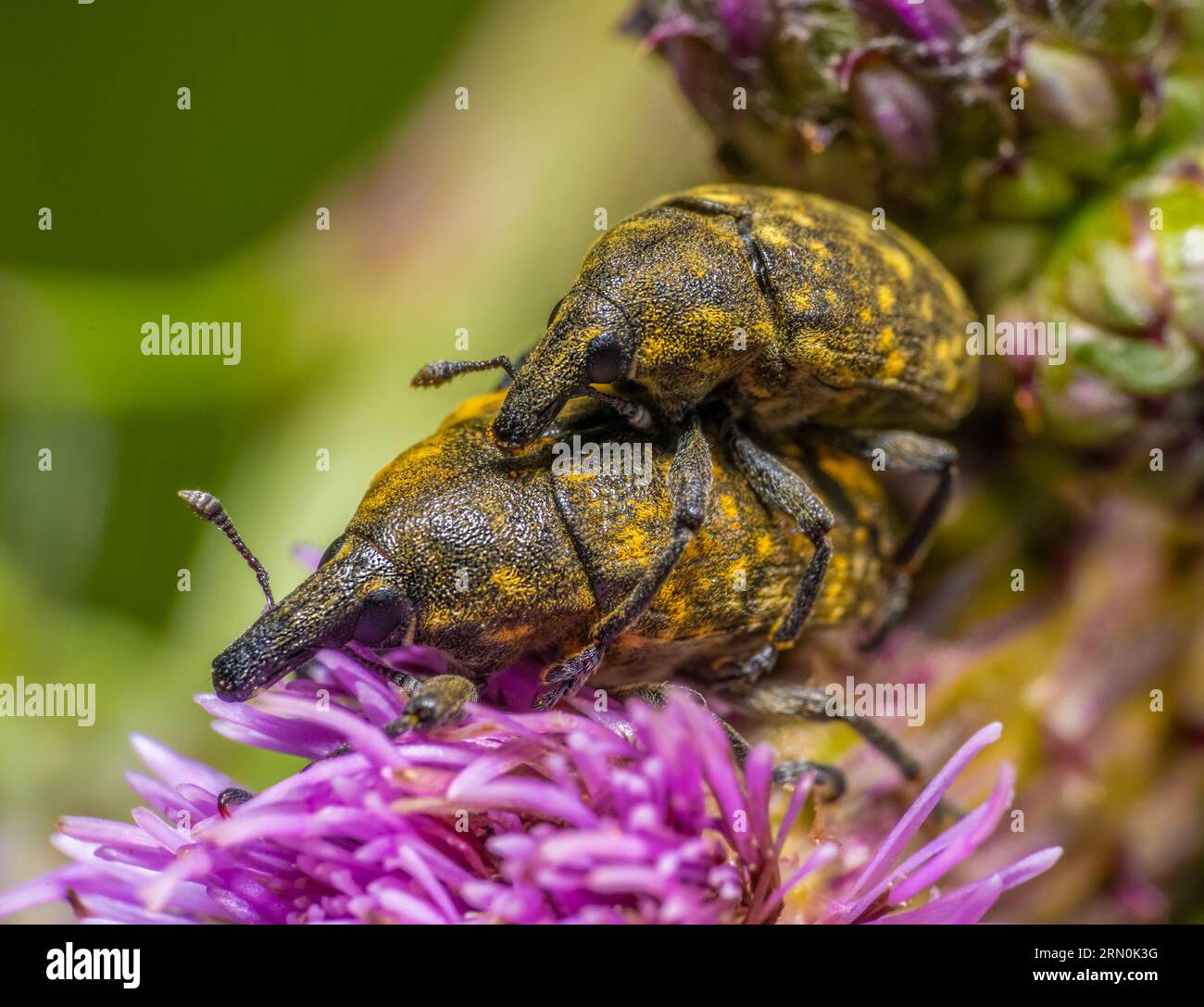 Low angle shot showing two mating Canada Thistle Bud Weevils on a ...