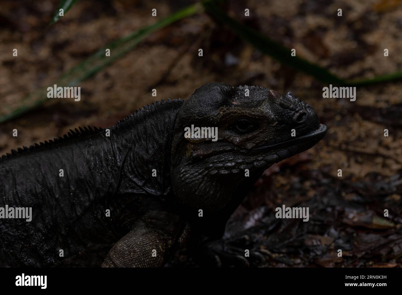A photo of Mona ground iguana is a critically-endangered species of ...