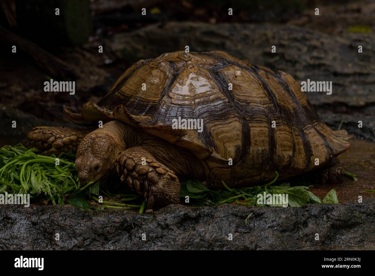 African Sulcata Tortoise Natural Habitat,Close up African spurred ...