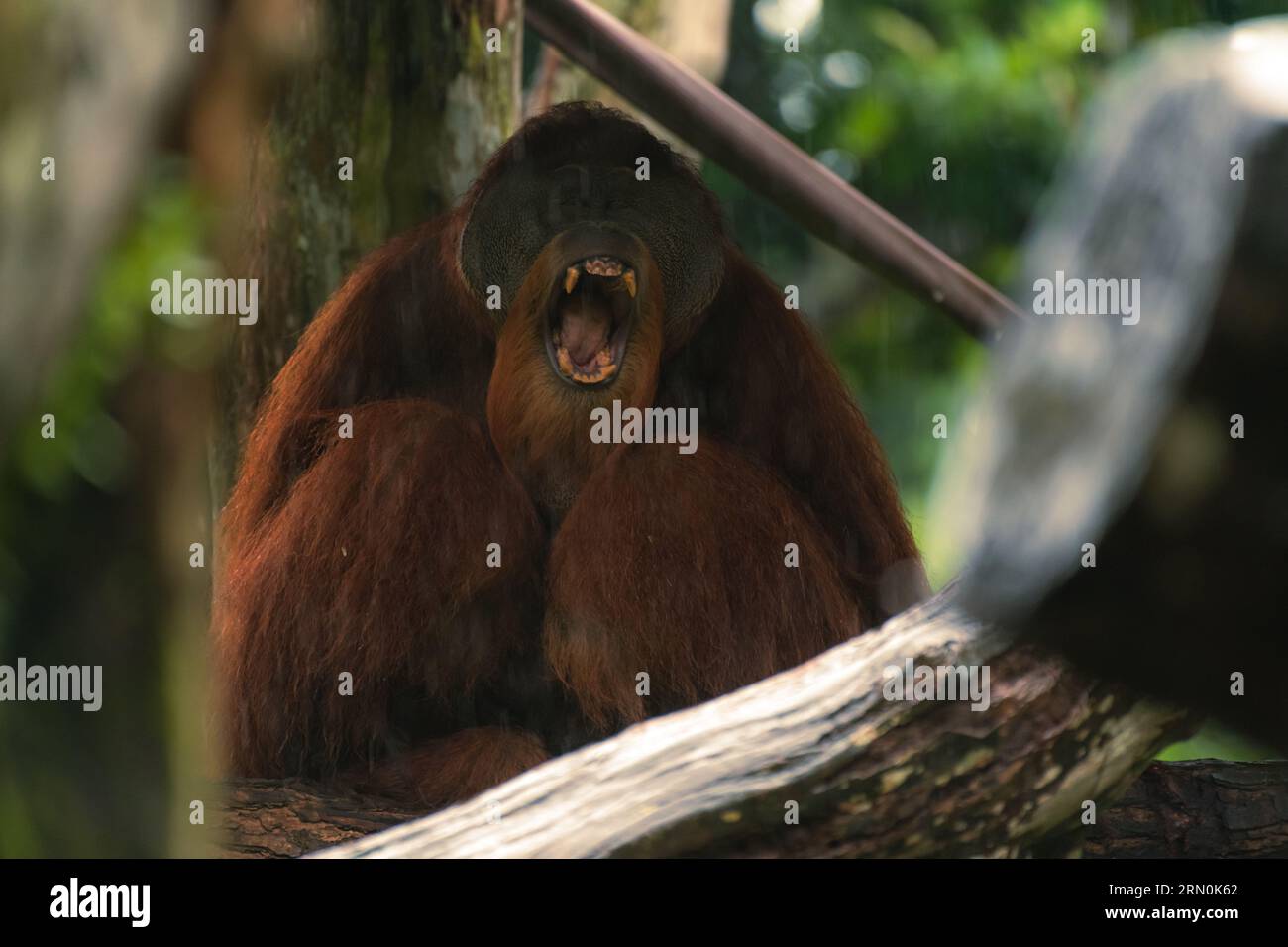 Bornean orangutan Pongo pygmaeus with its mouth open. It is a species ...