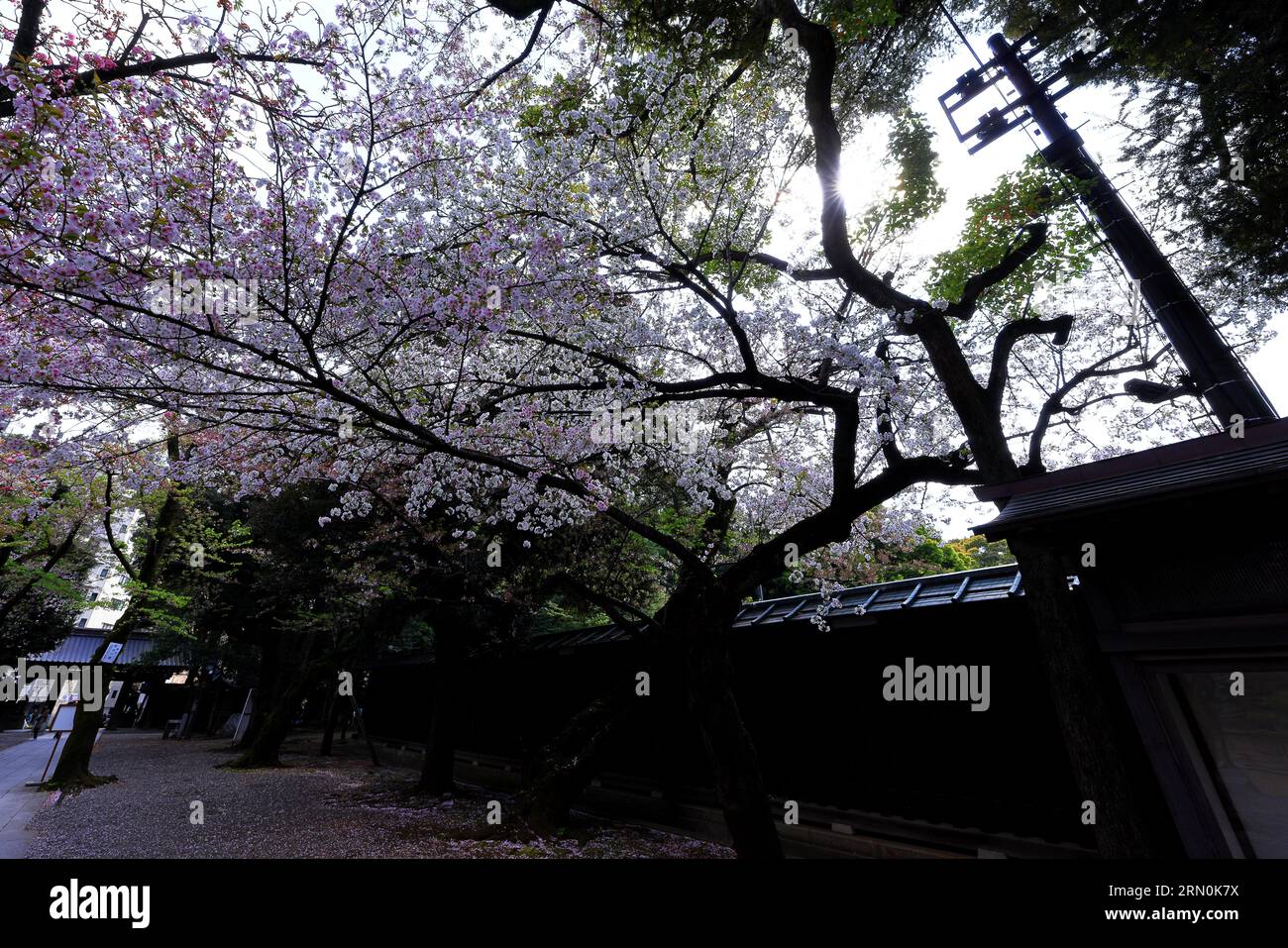 Yasukuni Jinja (Shinto-style shrine) with spring cherry blossom (sakura ...