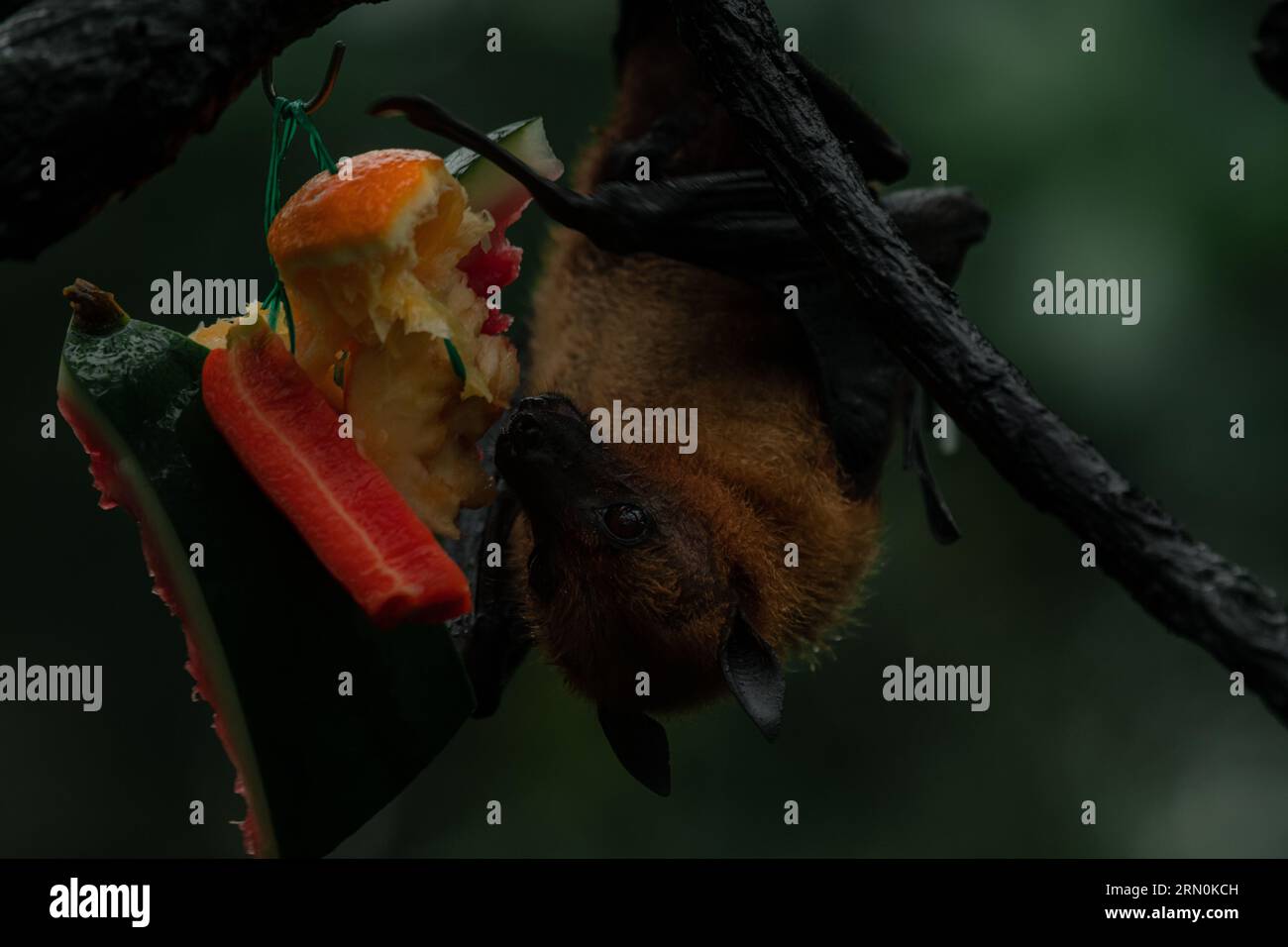 Fruit bat Megachiroptera eating an orange hanging upside down on a tree ...
