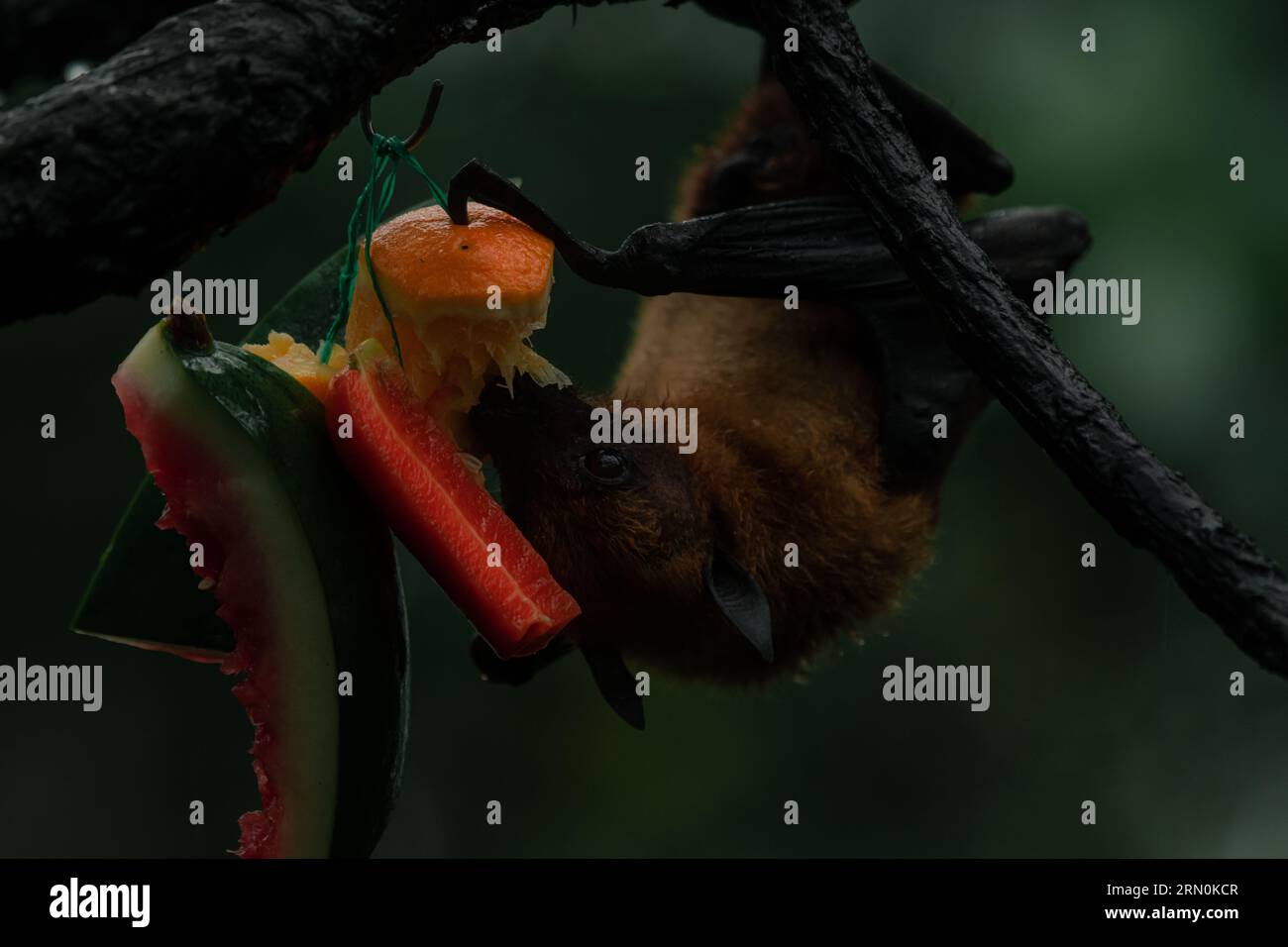 Close up malayan flying fox eating fruit, dark key image on the rainy ...