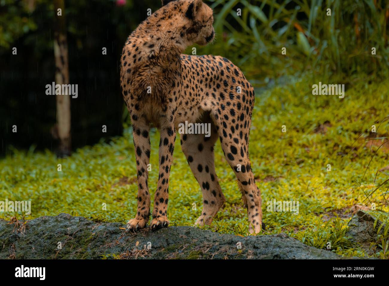 A cheetah standing alone in its natural habitat looking back, green ...