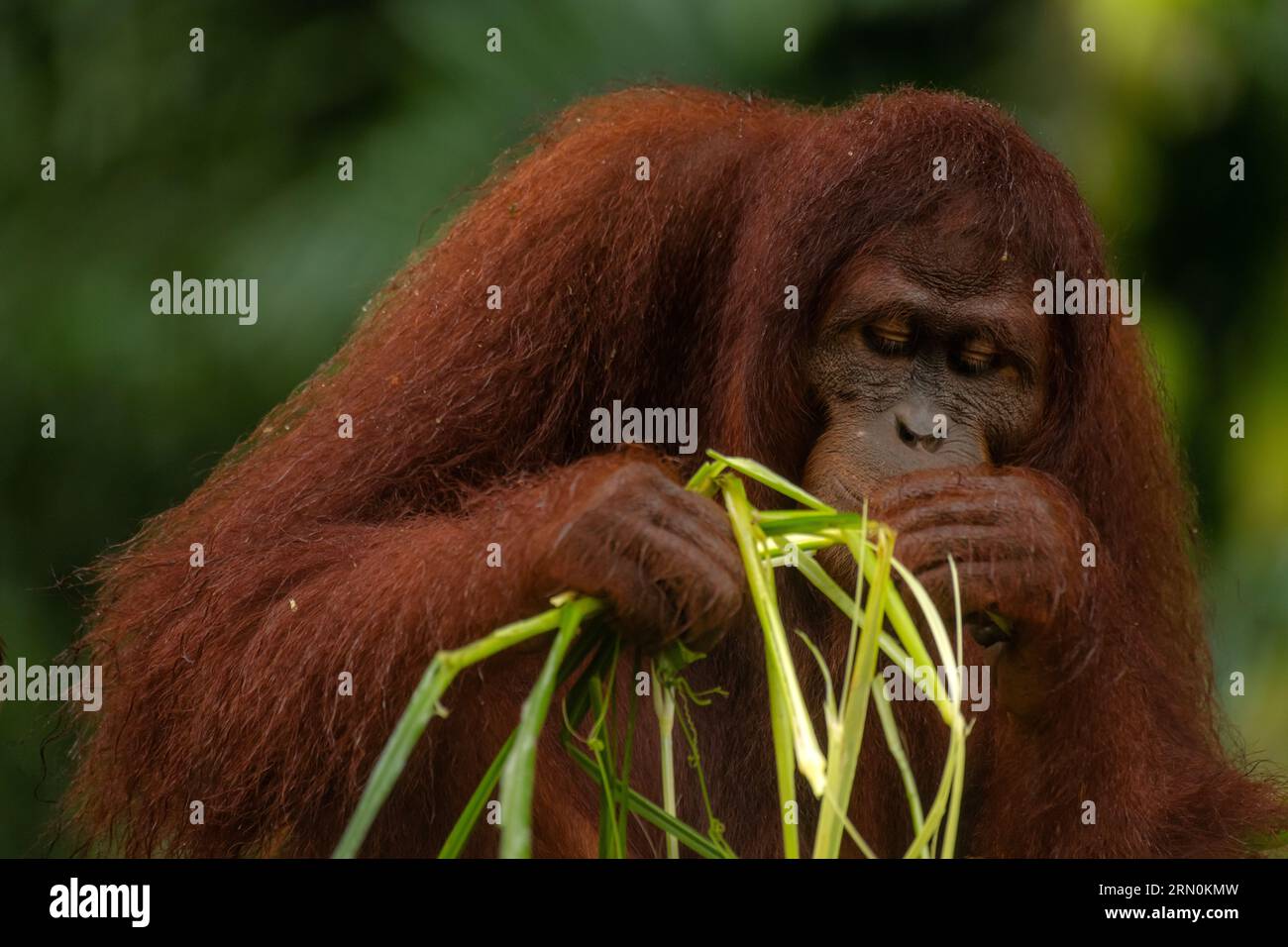 A truly Wild Endangered female Bornean Orangutan (Pongo pygmaeus) eats ...