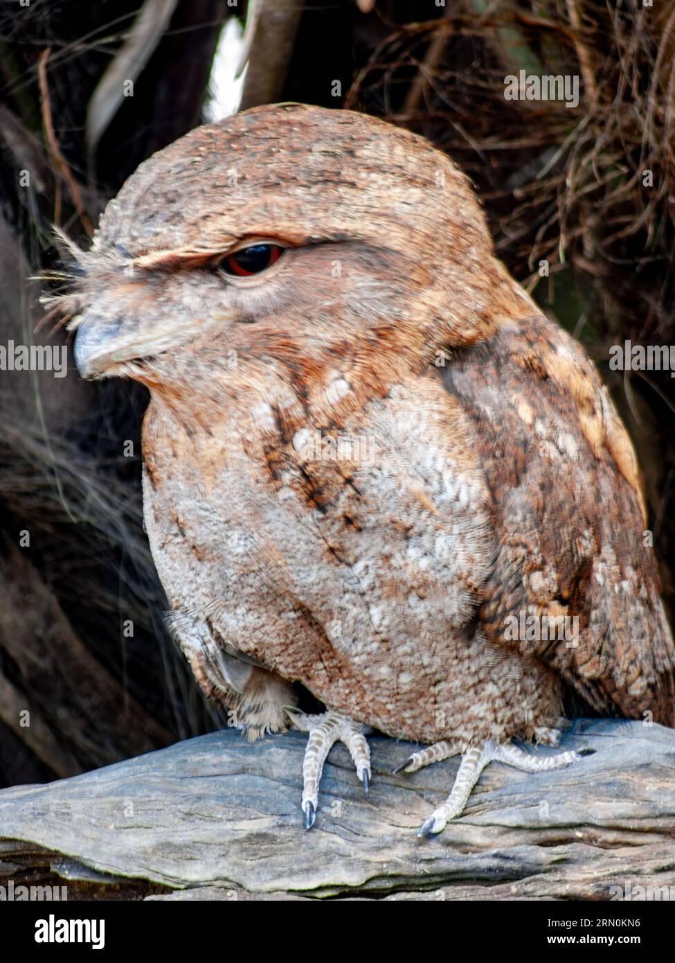 Papuan Frogmouth, Podargus papuensis, captive, Port Douglas, Australia ...