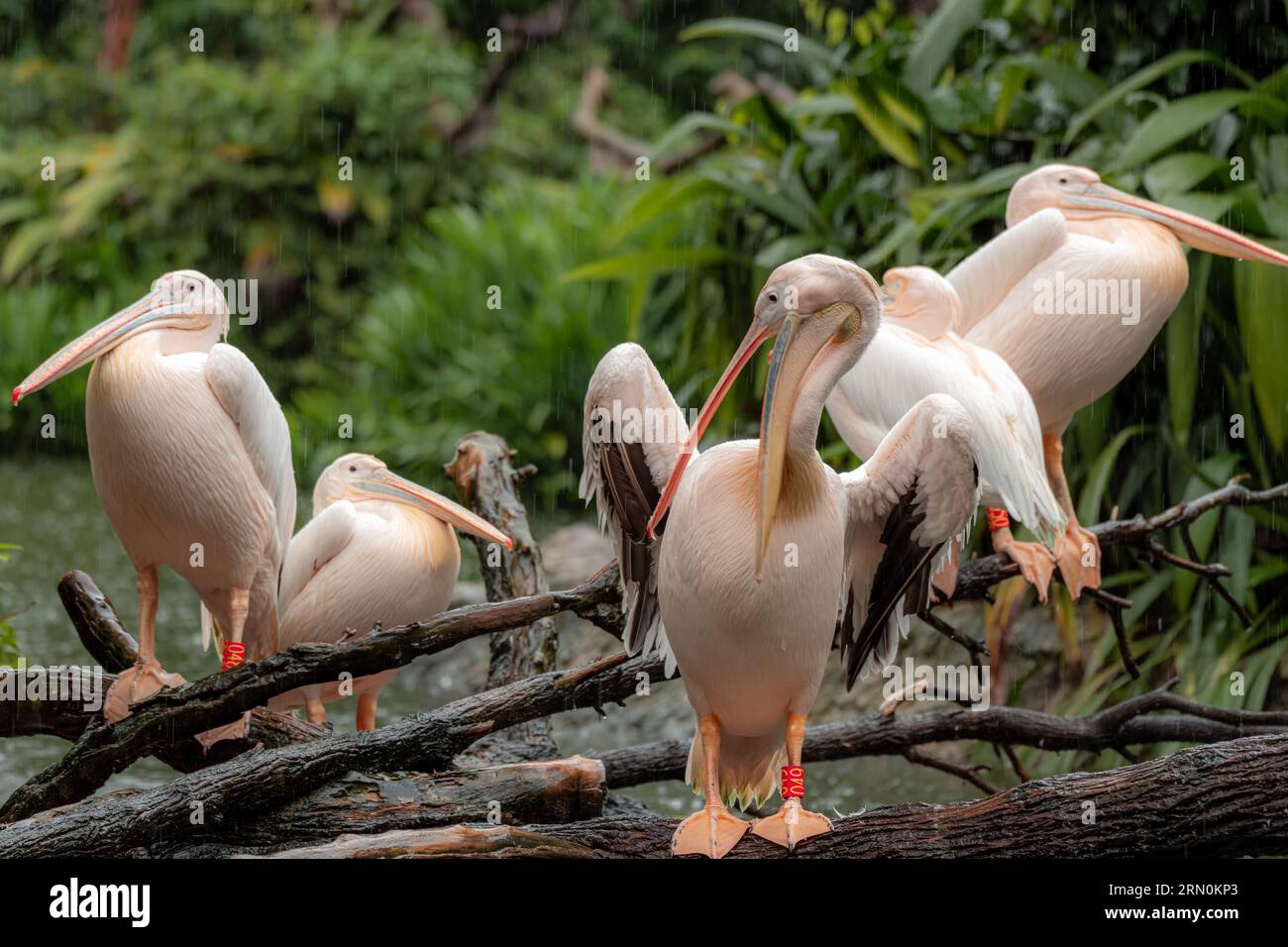 The family of Great white pelicans sitting on the tree on a rainy day ...