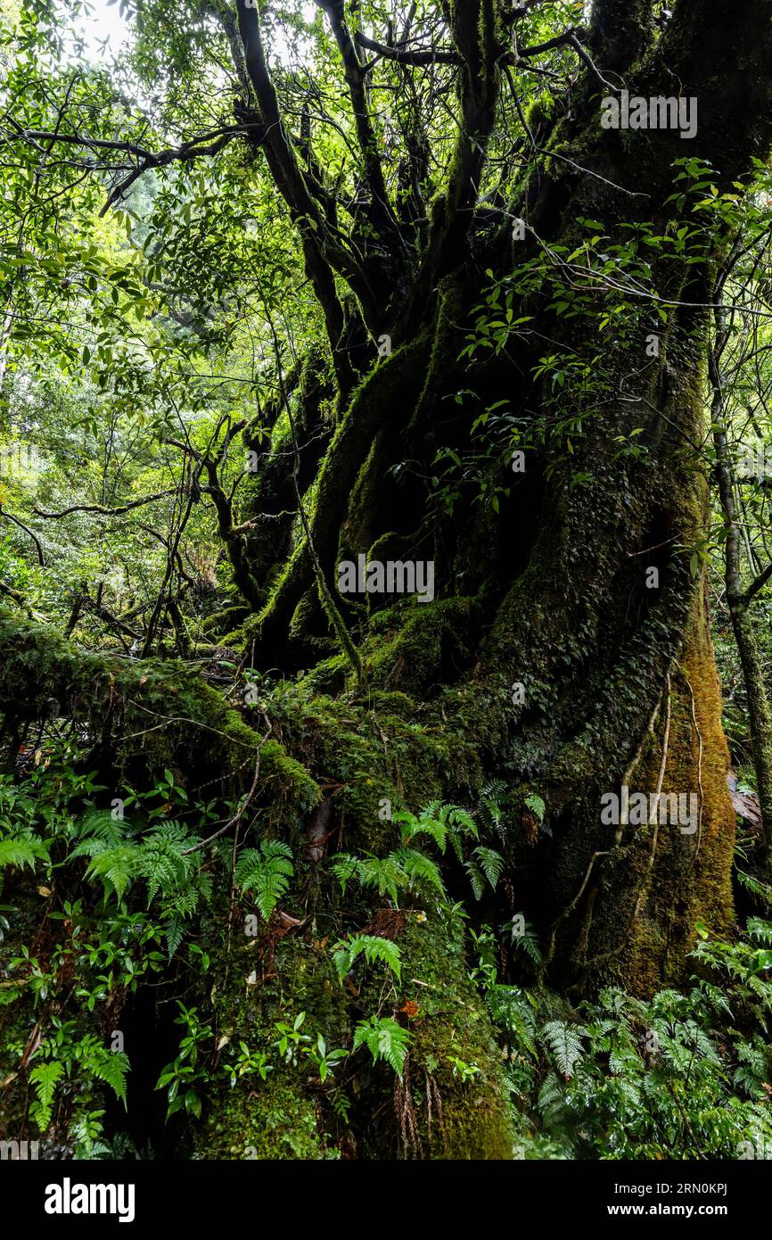 Giant tree in mossy forest, Epiphytes, Aerial roots, Yakusugi Land park ...