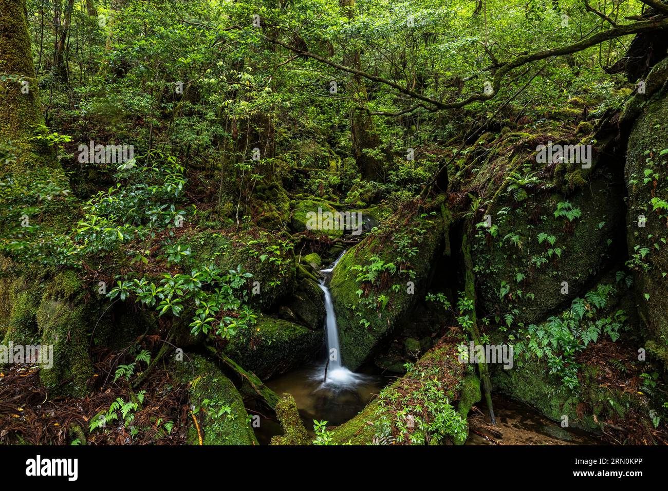 Small waterfall in mossy forest, rain trekking, Yakusugi Land park ...