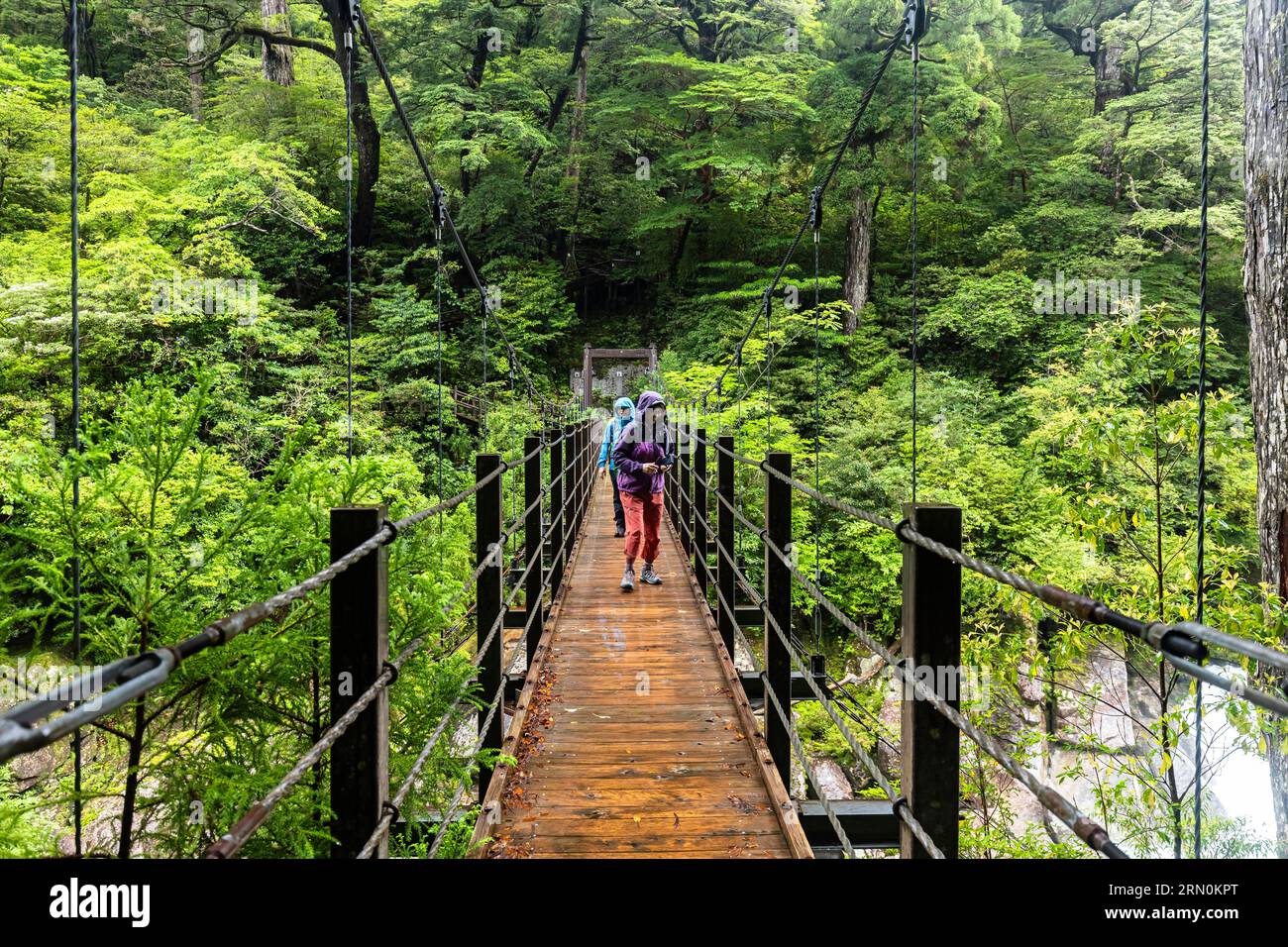 Arakawa suspension bridge, rain trekking, Yakusugi Land park, Yakushima ...