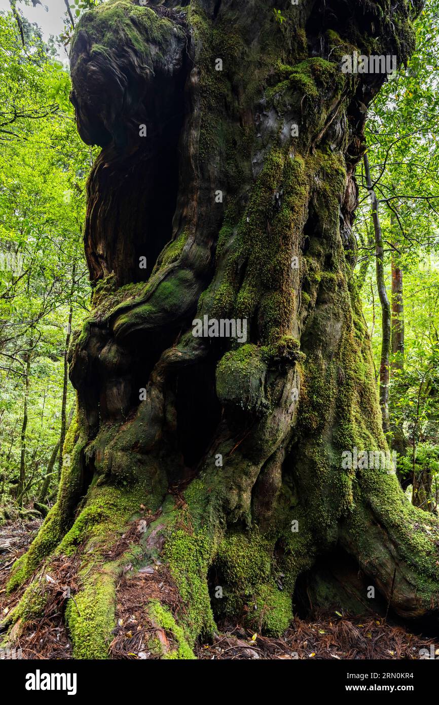 Buddhasugi(Buddha cedar tree), moss, old giant tree, estimated 1800 ...