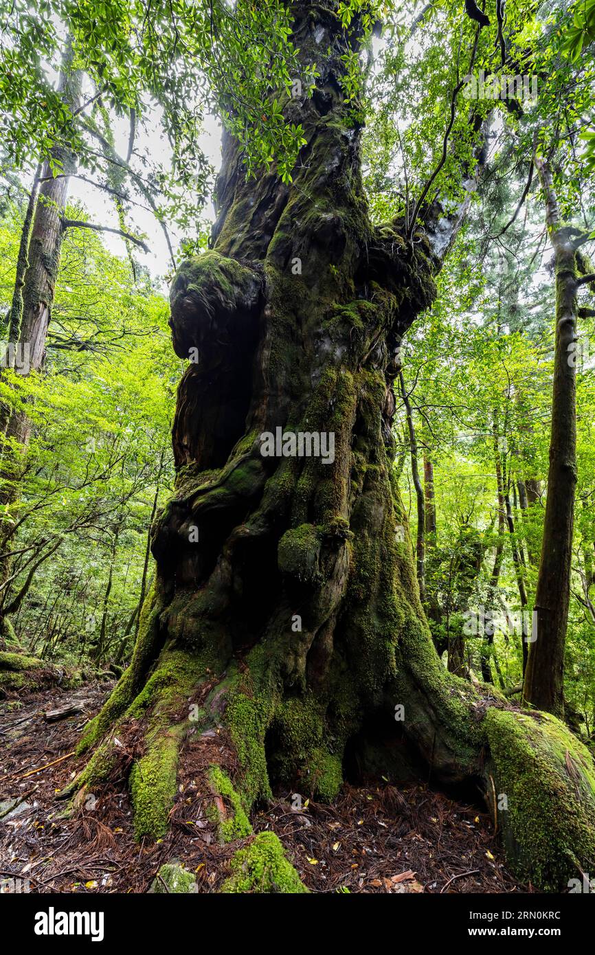 Buddhasugi(Buddha cedar tree), moss, old giant tree, estimated 1800 ...