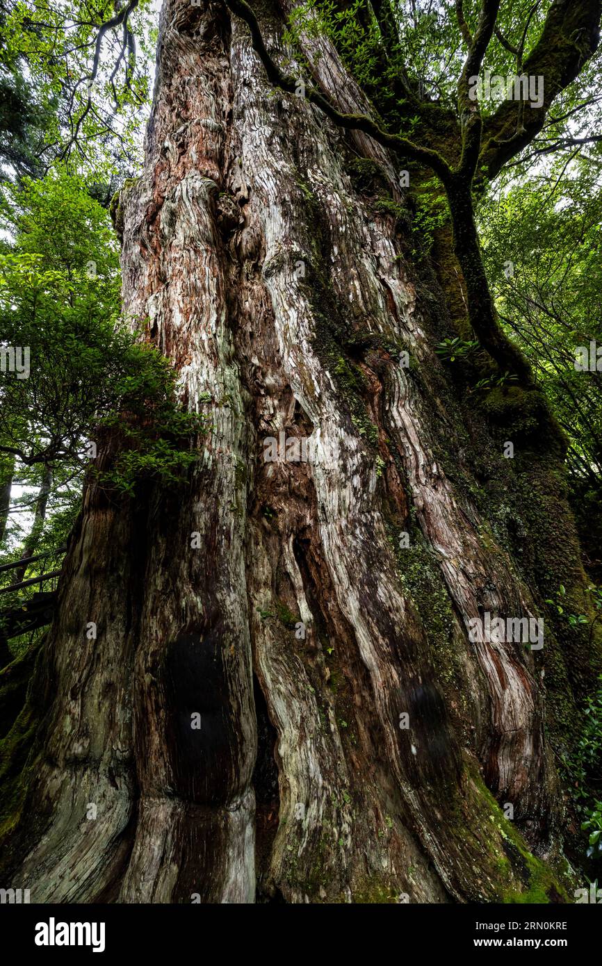 Kigensugi(Kigen cedar tree), one of oldest giant tree, estimated over ...