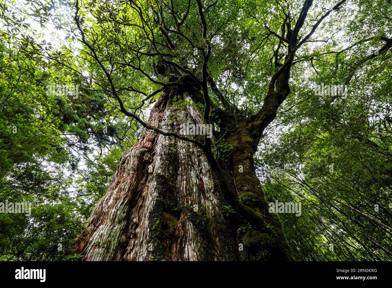 Kigensugi(Kigen cedar tree), one of oldest giant tree, estimated over ...