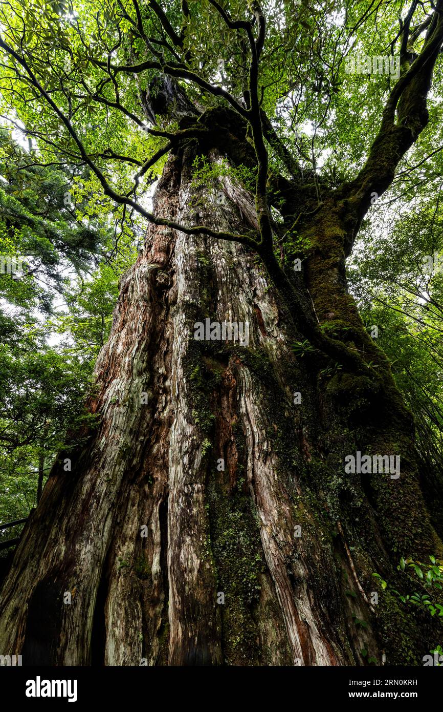 Kigensugi(Kigen cedar tree), one of oldest giant tree, estimated over ...