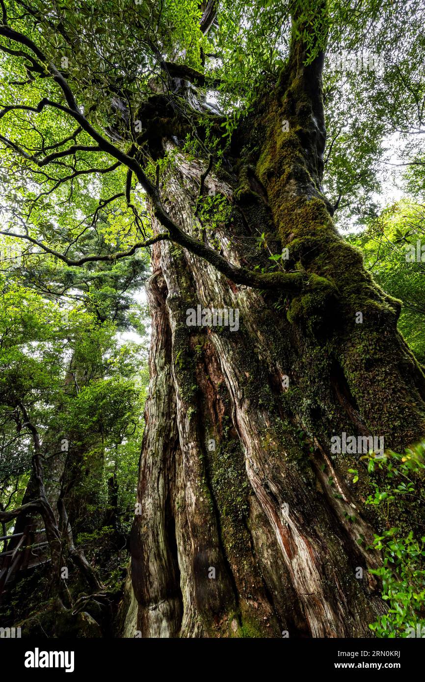 Kigensugi(Kigen cedar tree), one of oldest giant tree, estimated over ...
