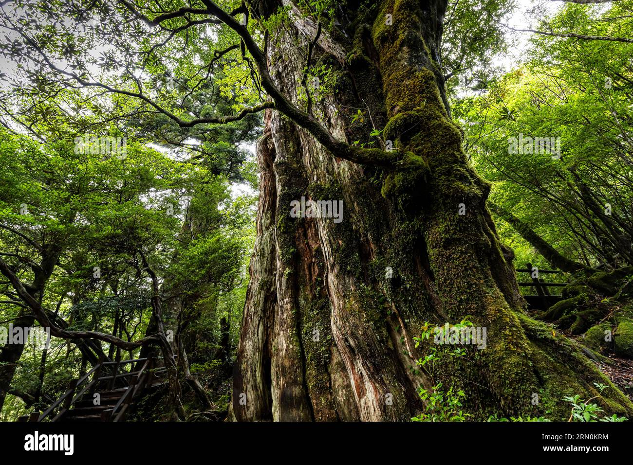 Kigensugi(Kigen cedar tree), one of oldest giant tree, estimated over ...