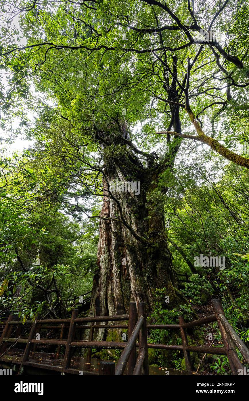 Kigensugi(Kigen cedar tree), one of oldest giant tree, estimated over ...