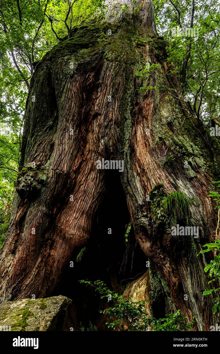 Nidaiohsugi hi-res stock photography and images - Alamy