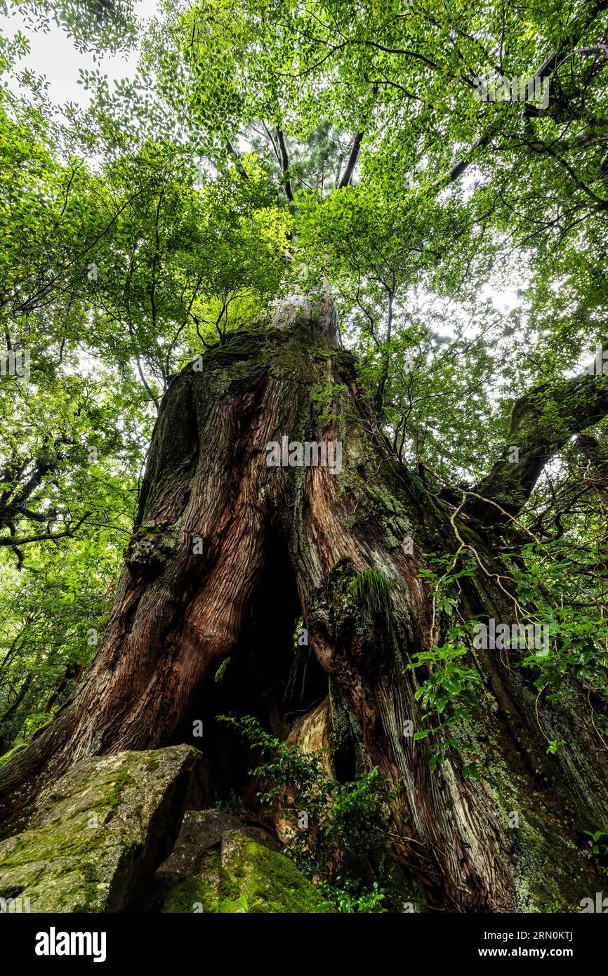Nidaiohsugi(second generation cedar grown on acestor's stump), giant ...