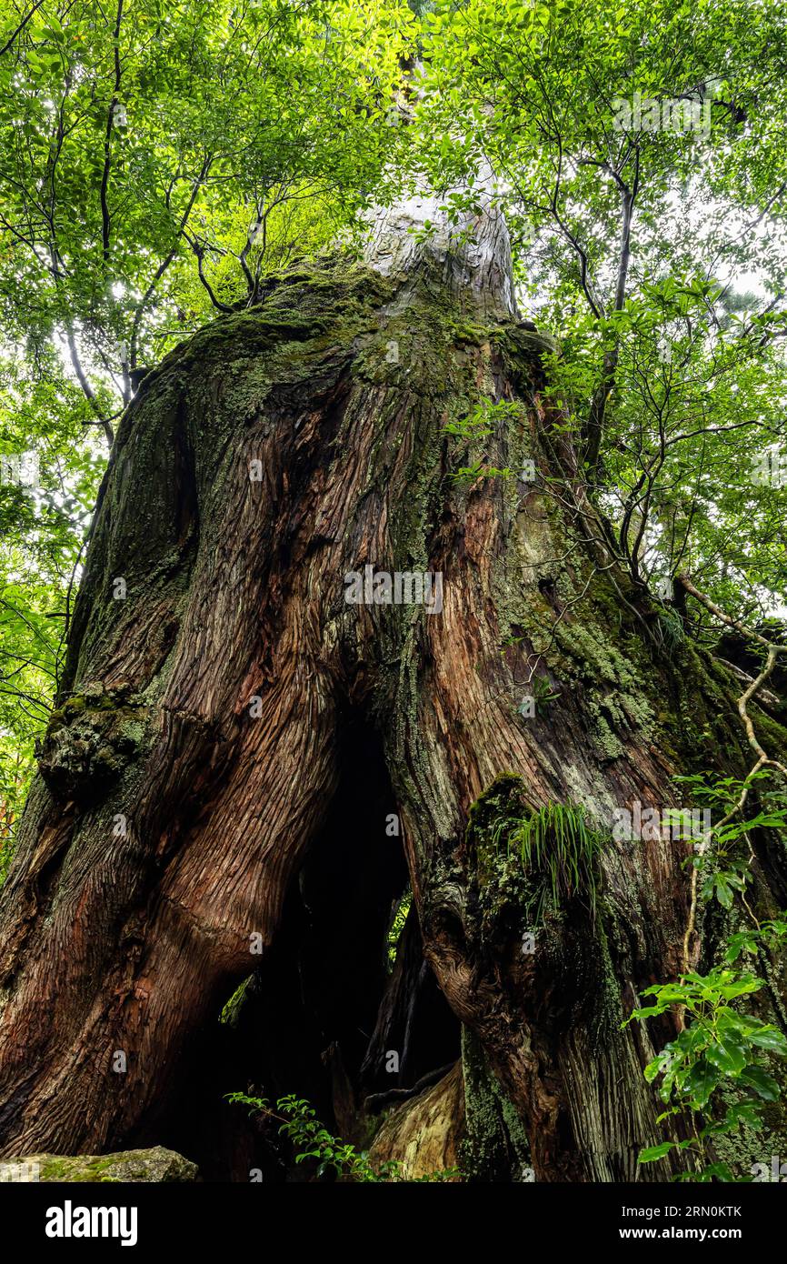 Nidaiohsugi hi-res stock photography and images - Alamy