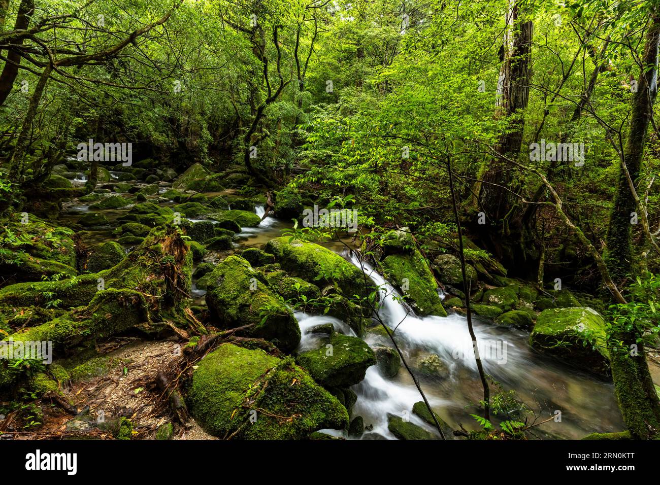 Small water streem in mossy forests, Shiratani Unsuikyo Ravine ...