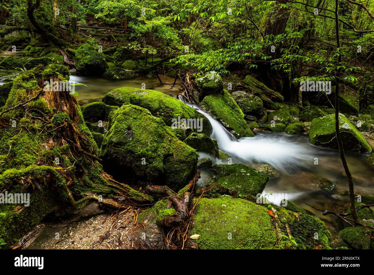 Small water streem in mossy forests, Shiratani Unsuikyo Ravine ...
