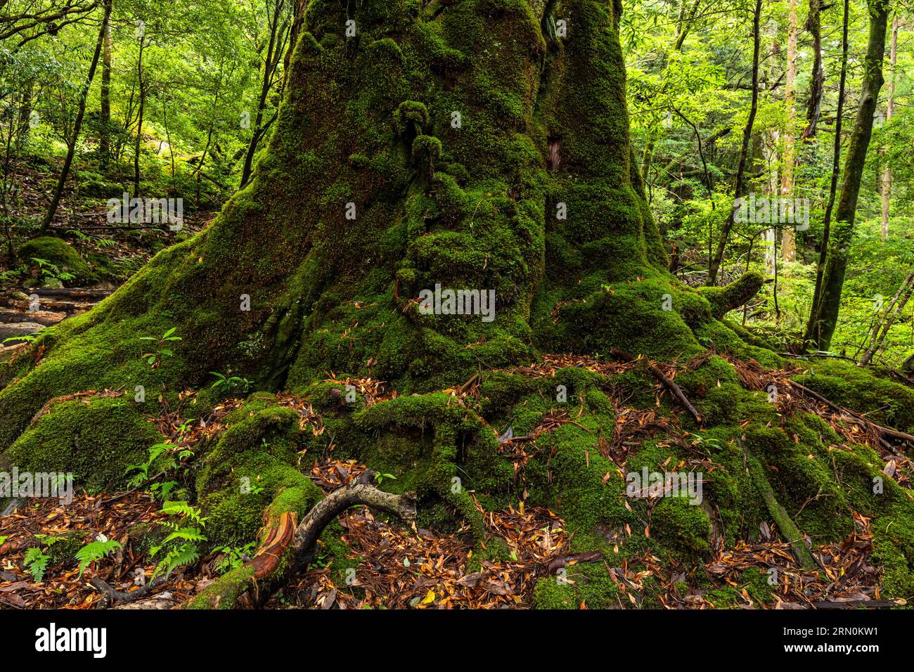 Nanahonsugi(Seven branches cedar tree), one of giant tree, mossy trunk ...