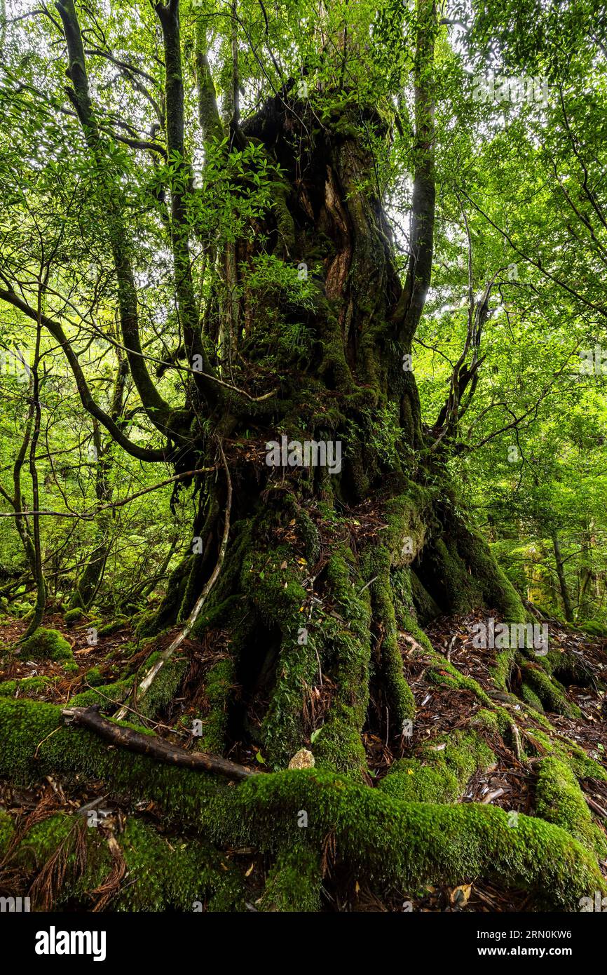Bukesugi(Buke cedar tree), famous giant tree, mossy trunk, Shiratani ...