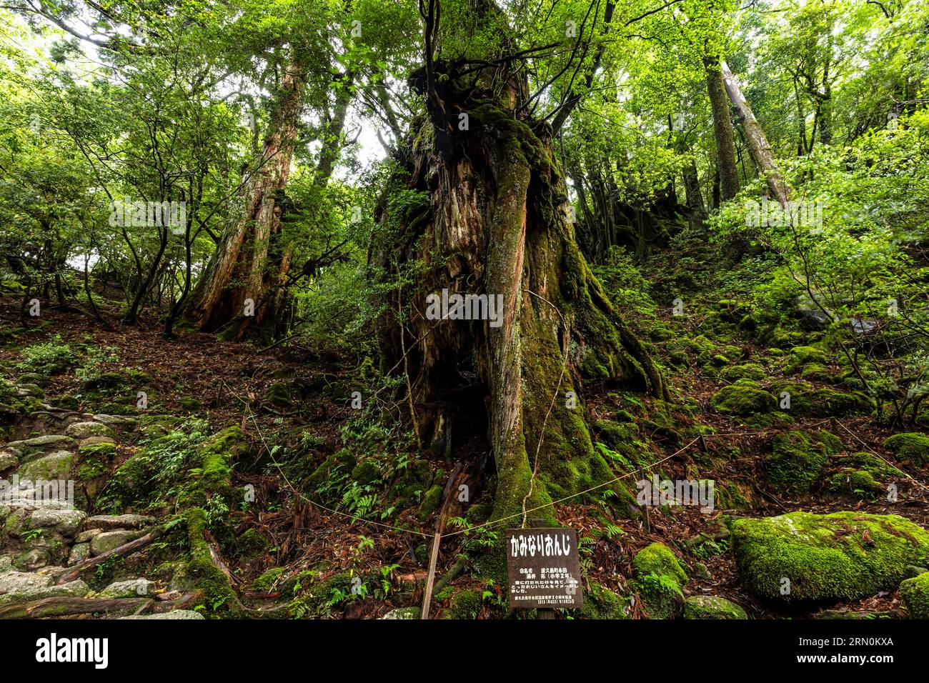 Kaminarionji, one of giant tree, mossy trunk, Shiratani Unsuikyo Ravine ...
