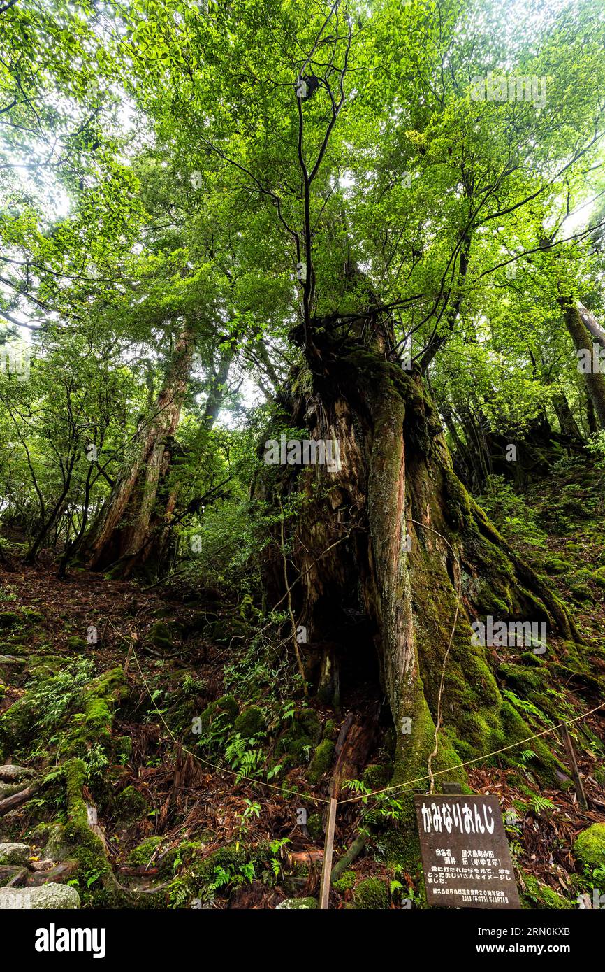 Kaminarionji, one of giant tree, mossy trunk, Shiratani Unsuikyo Ravine ...