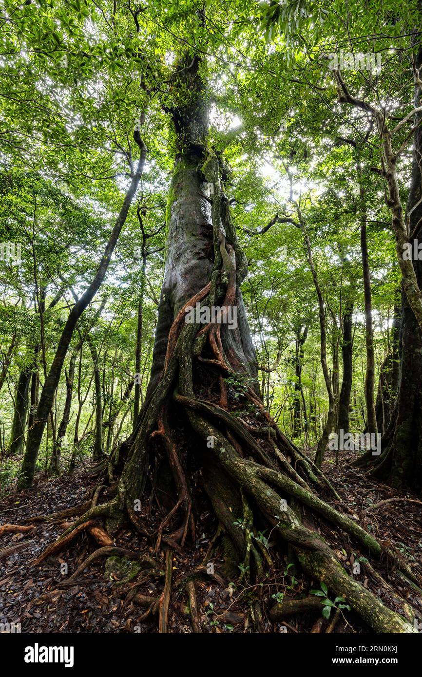 Kikonsugi hi-res stock photography and images - Alamy