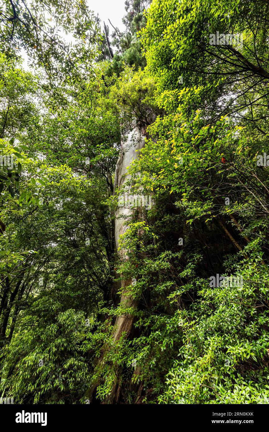 Yayoisugi(Yayoi cedar tree), fell down by 2024 typhoon, Shiratani ...