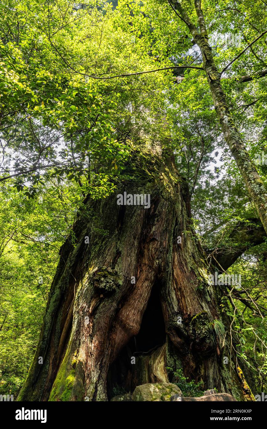 Nidaiohsugi(second generation cedar grown on acestor's stump), giant ...