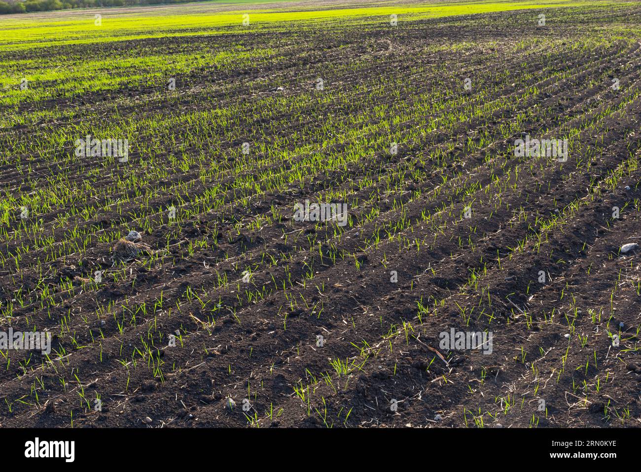 With close pitch spring wheat in good condition Stock Photo - Alamy