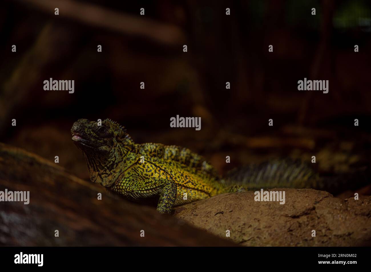 Philippine Sailfin Lizard: a shy and fantastically coloured Lizard ...