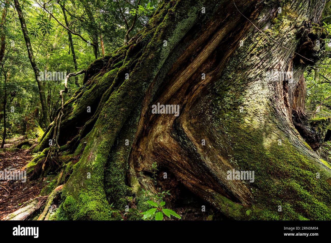 Nidaiohsugi(second generation cedar grown on acestor's stump), giant ...