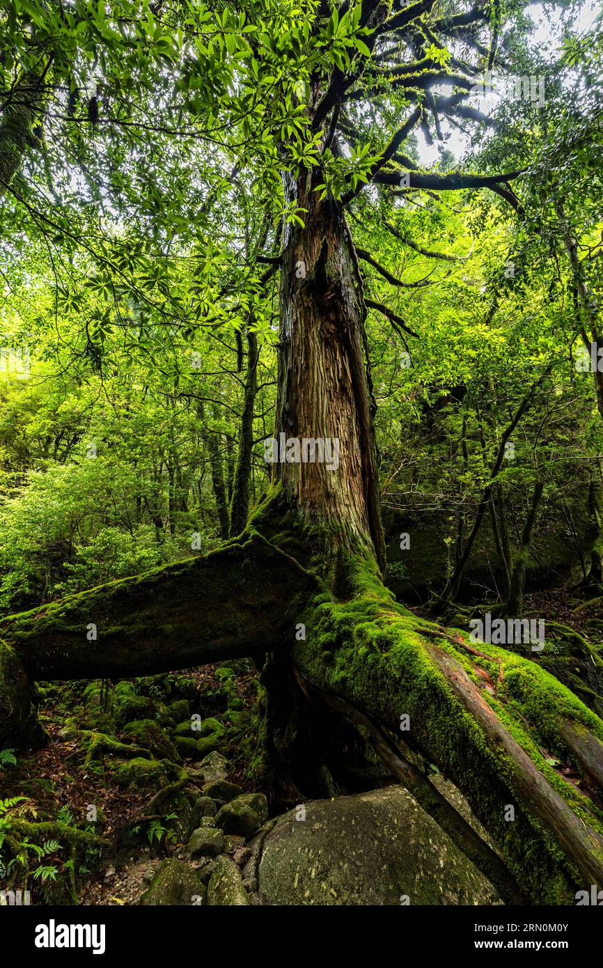 Japan sugi trees hi-res stock photography and images - Alamy