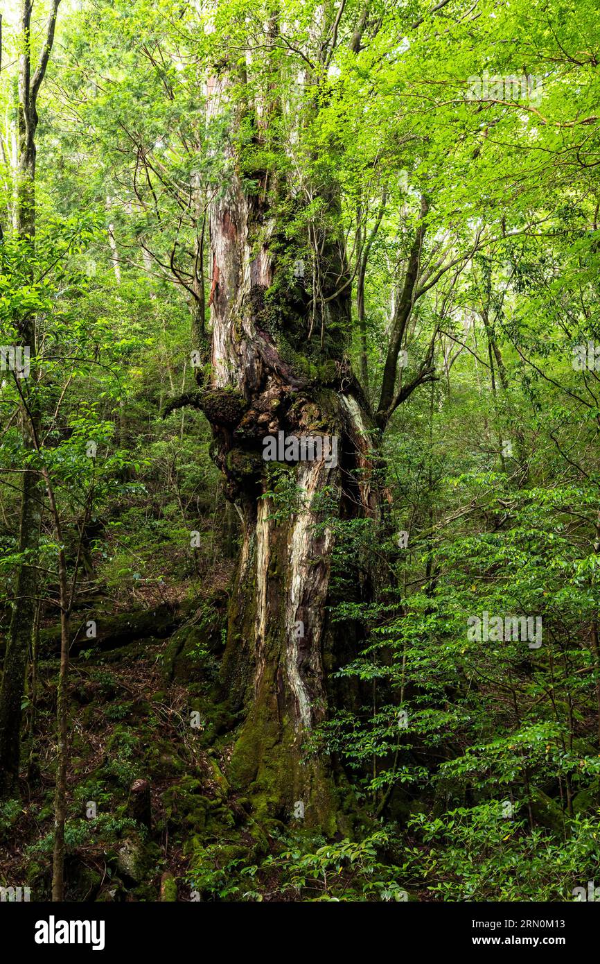 Niohsugi(Nioh cedar tree), one of oldest giant yakushima's cedar, on ...
