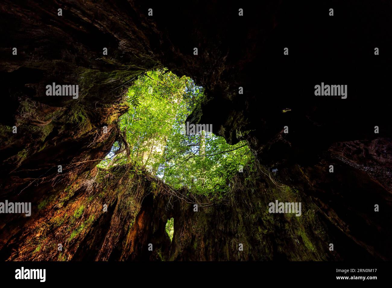 Wilson stump(huge stump), heart shaped roof in cavity, ancient giant ...