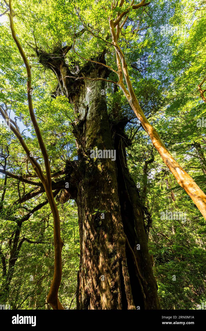 Giant sugi tree hi-res stock photography and images - Alamy