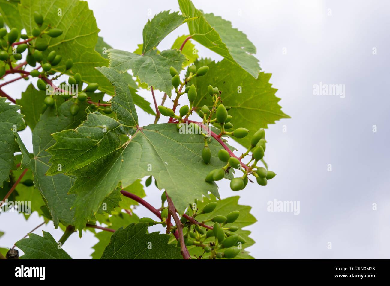 Flowering grapes against the blue sky. Flowering vine. Grape vine with ...