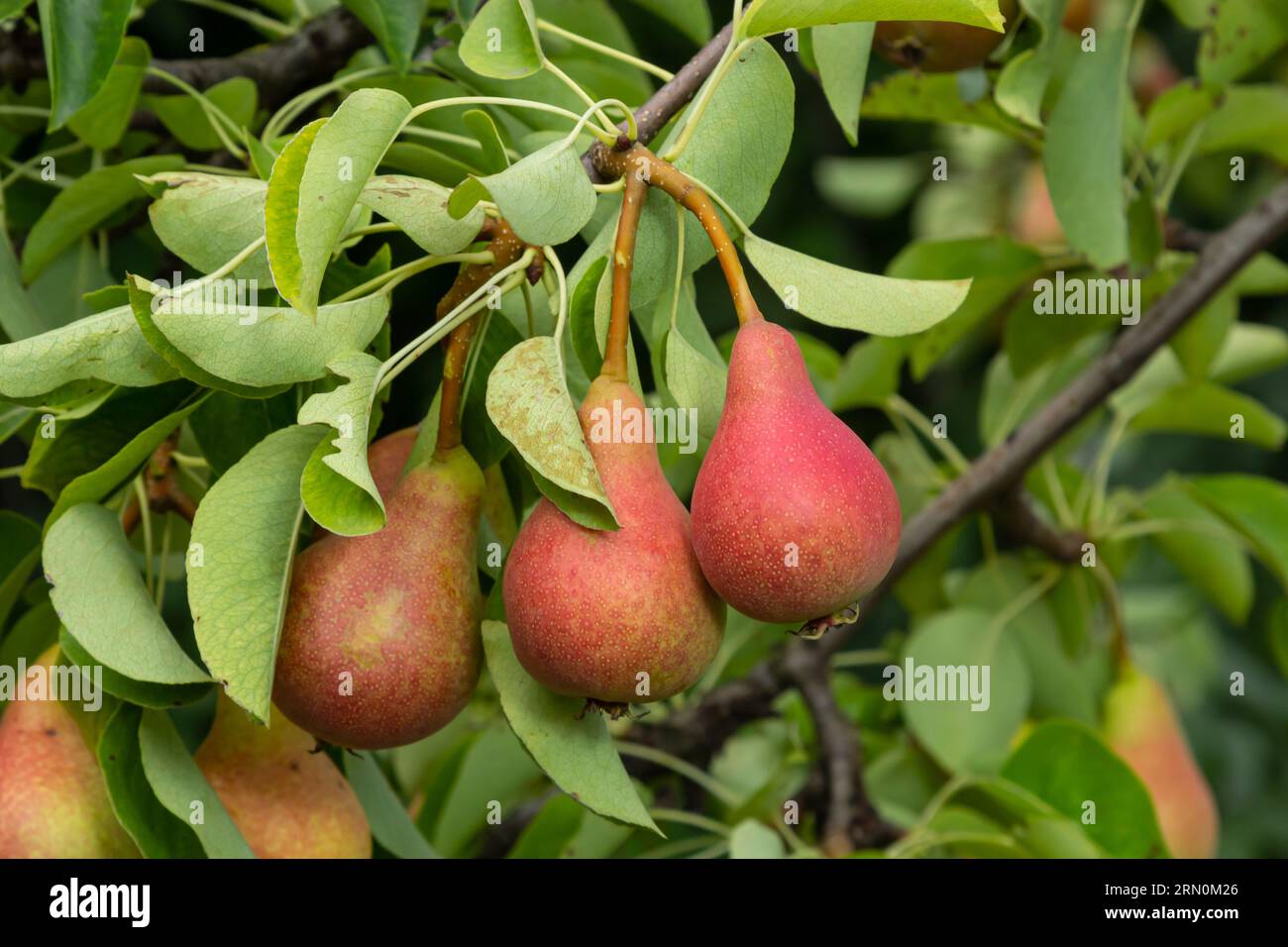 Pear tree. Pear green garden with fruit. Natural environment, outdoors ...